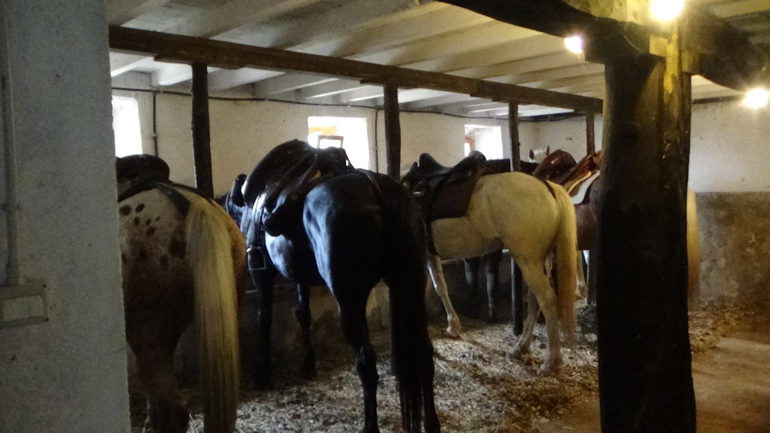 Andare a cavallo al Lago di Garda — Più Turismo